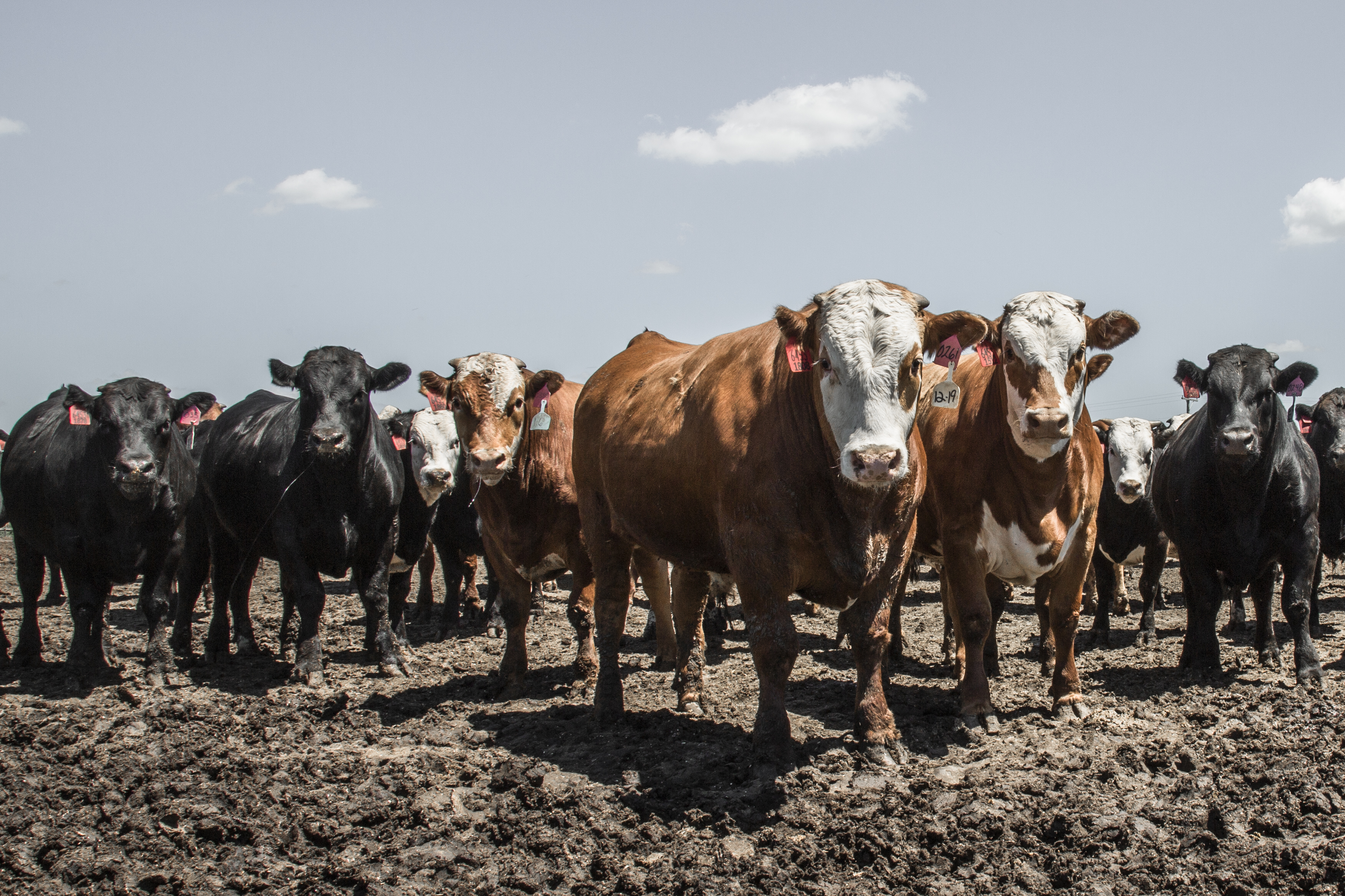 Tiffany_Cattle_6518-4
