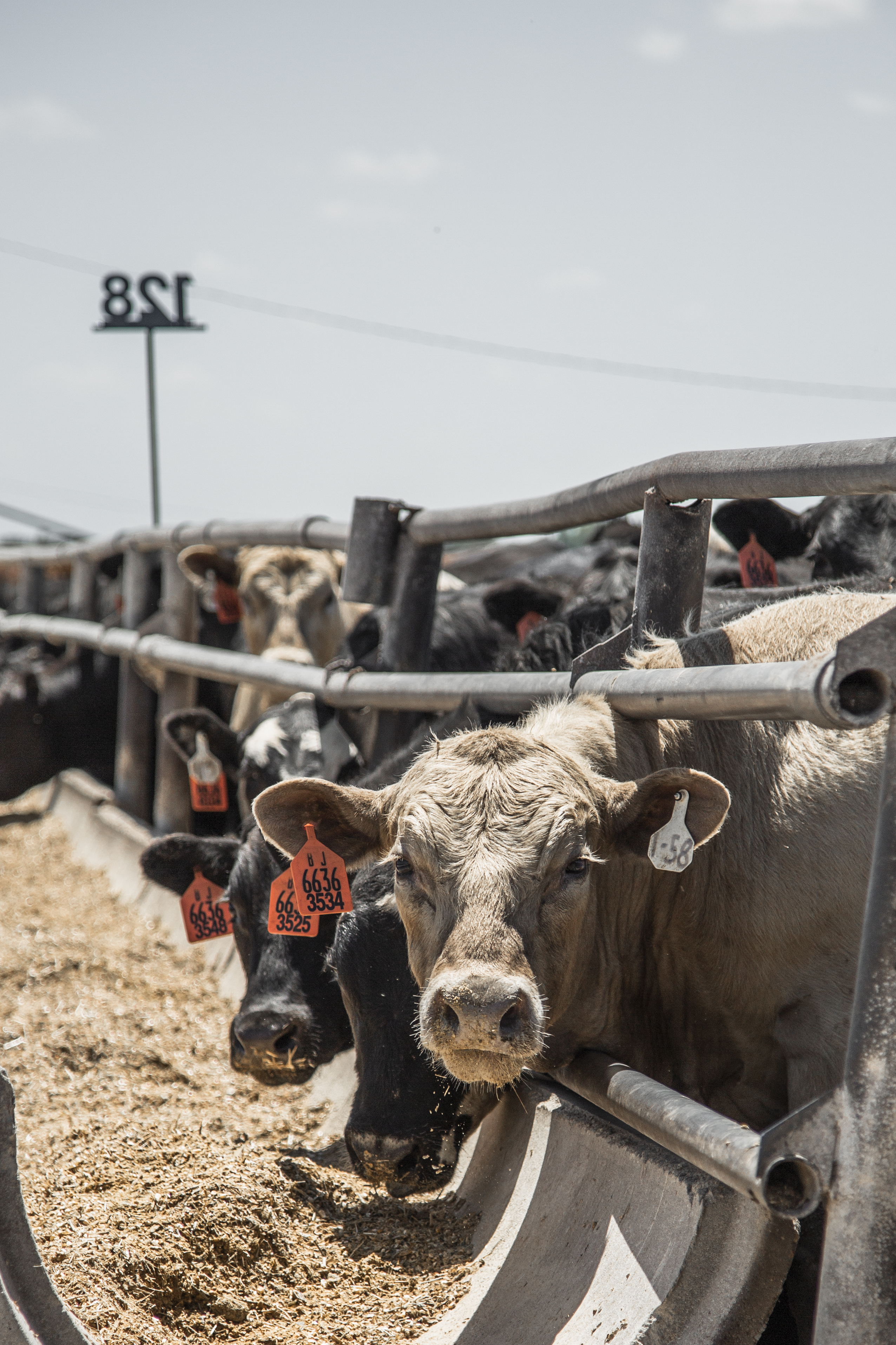 Tiffany_Cattle_6518-5