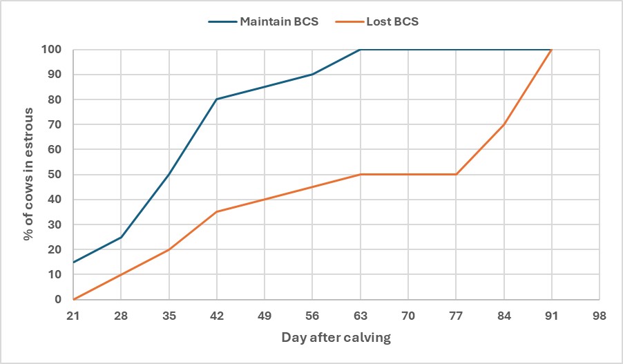 Maintaining or Gaining Weight Post-Calving is Essential to Minimize ...